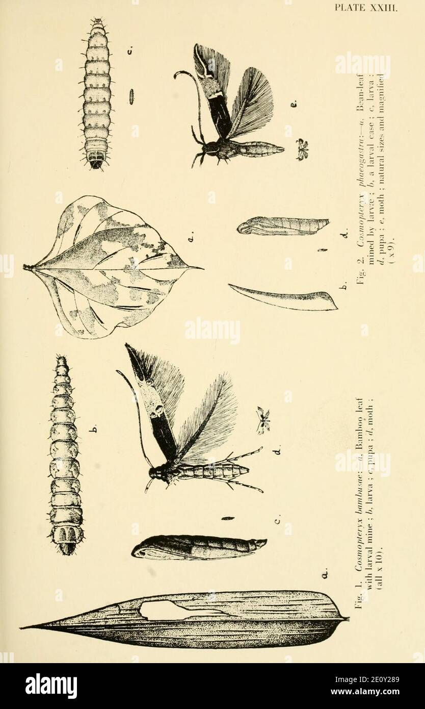Life-histories of Indian insects Stock Photo - Alamy