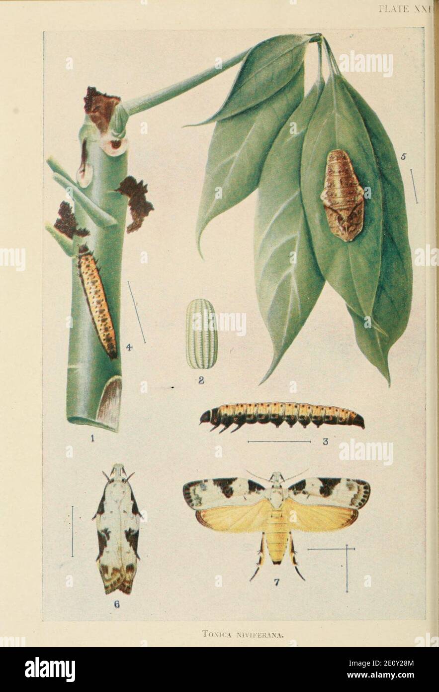 Life-histories of Indian insects Stock Photo - Alamy