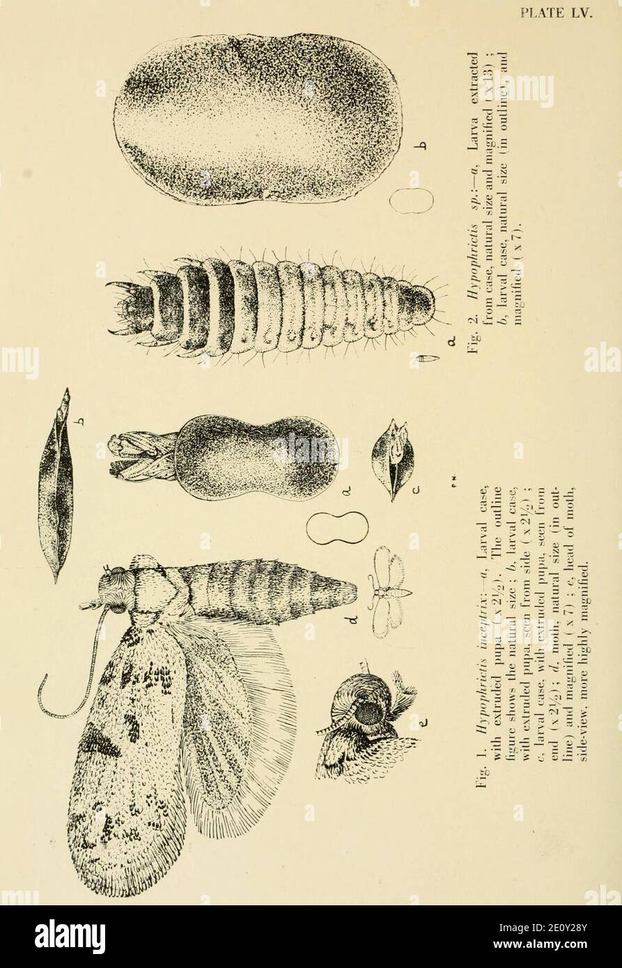 Life-histories of Indian insects Stock Photo - Alamy