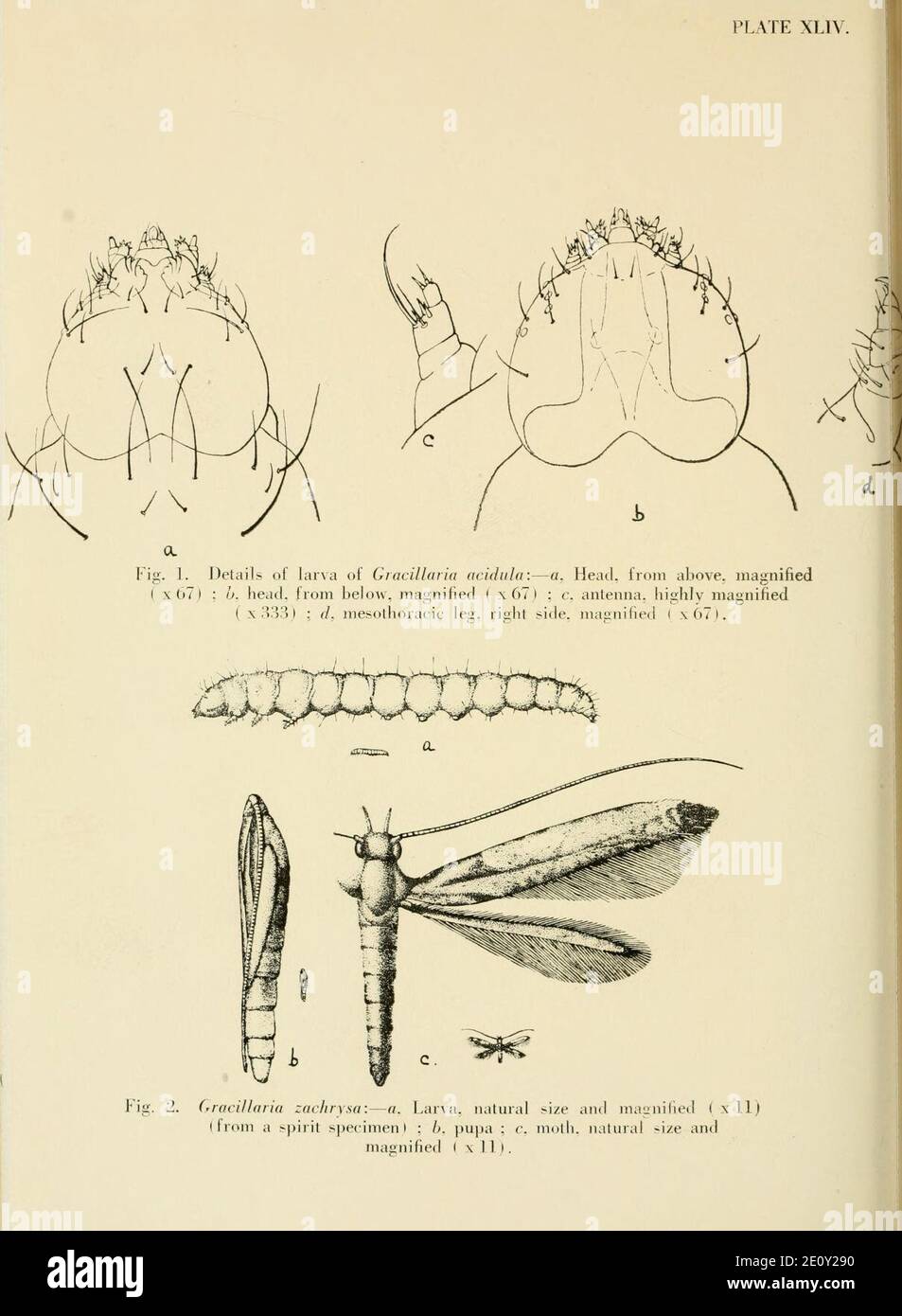 Life-histories of Indian insects Stock Photo - Alamy
