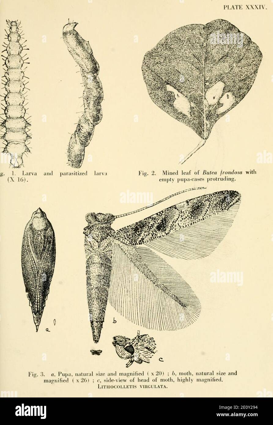 Life-histories of Indian insects Stock Photo - Alamy