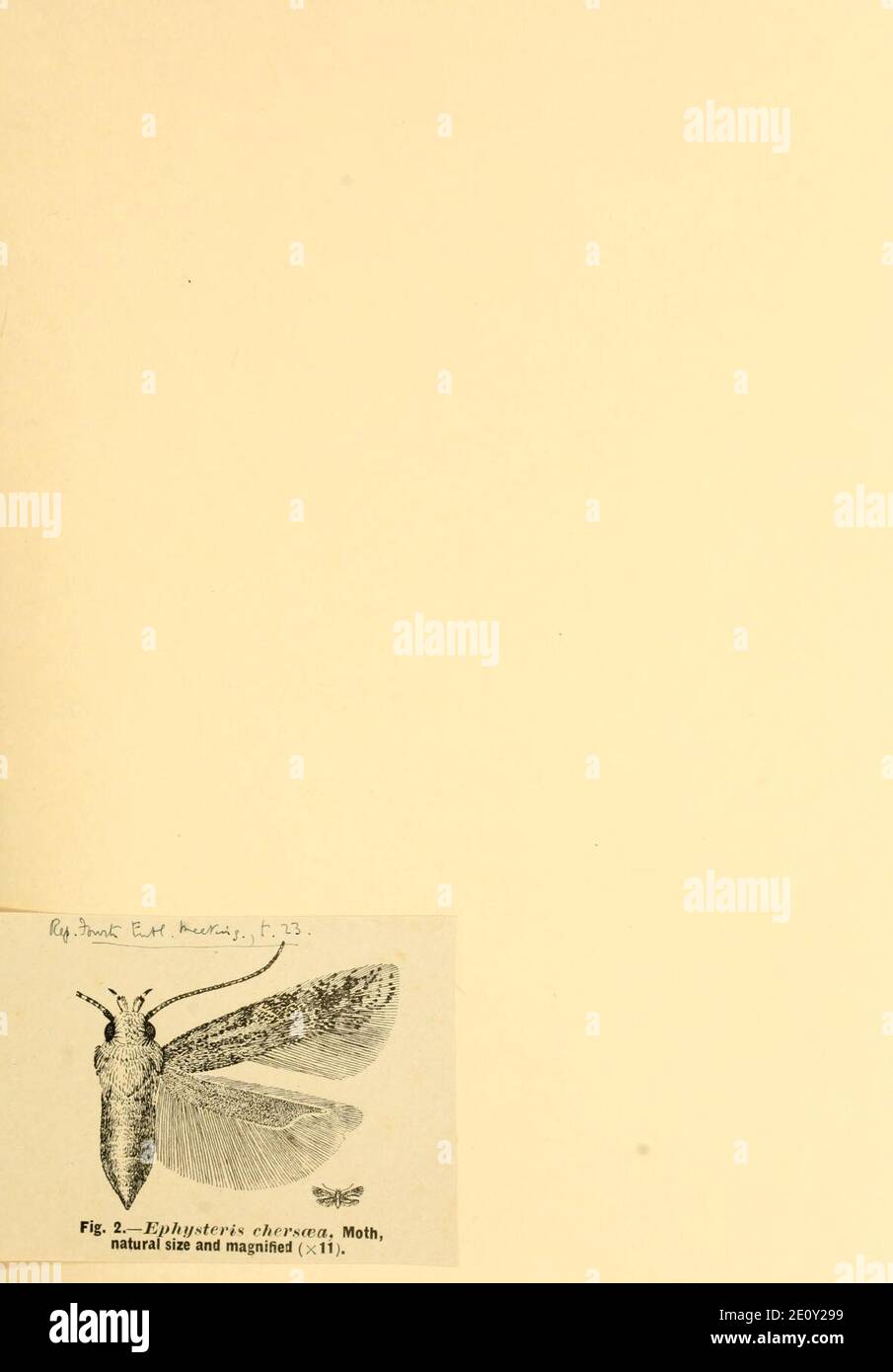 Indian insects hi-res stock photography and images - Alamy