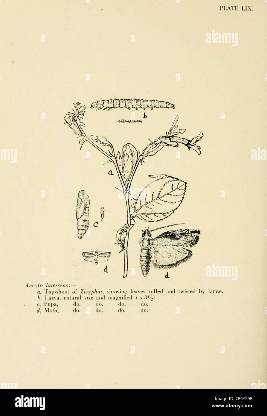 Life-histories of Indian insects Stock Photo - Alamy