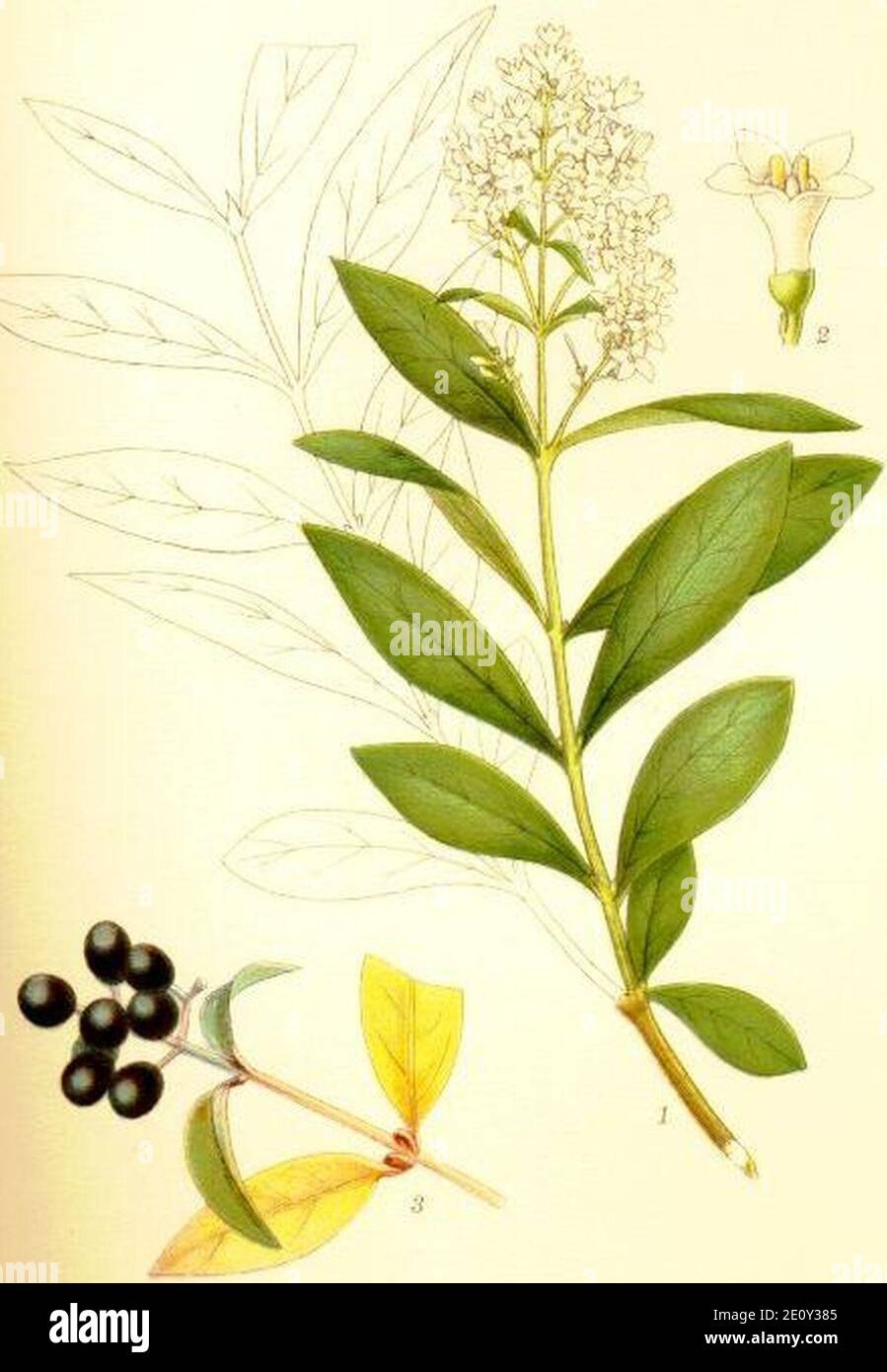 Ligustrum vulgare liguster Stock Photo - Alamy