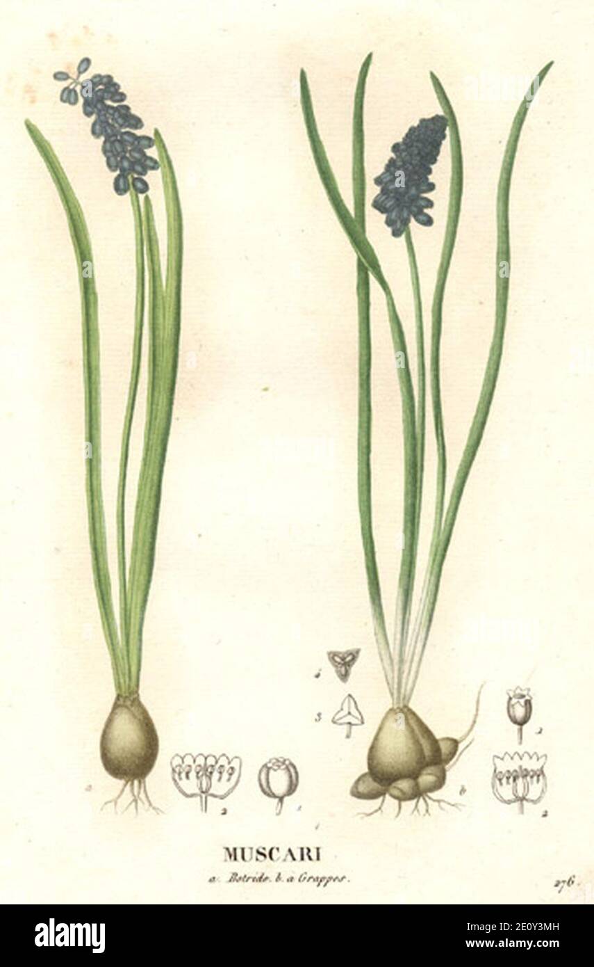 Liliaceae - Muscari botryoides Stock Photo - Alamy