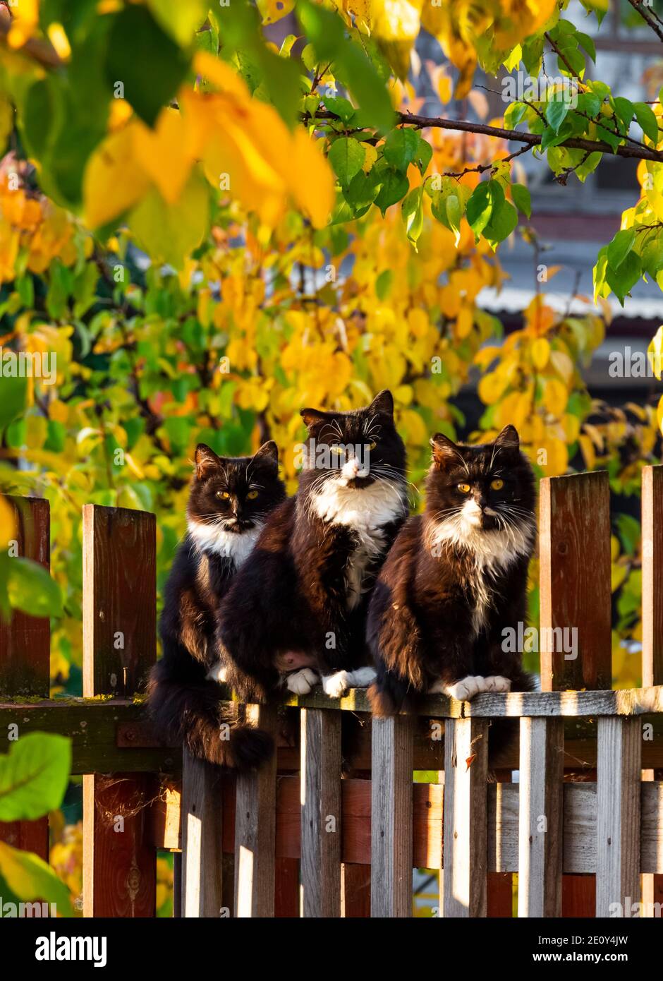 Three white cats garden hi-res stock photography and images - Alamy