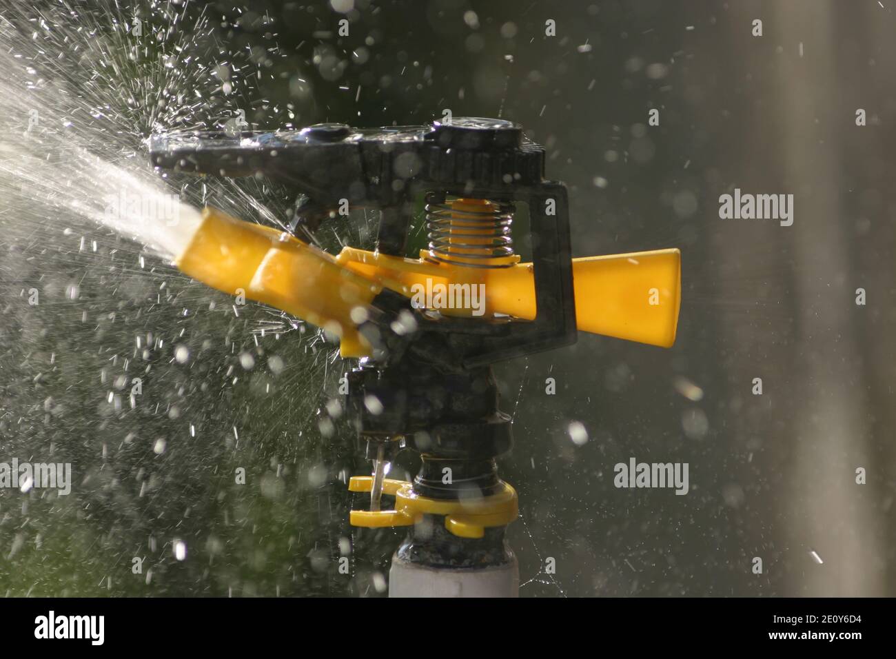 Sprinkler spreading water over a lawn and garden Stock Photo - Alamy
