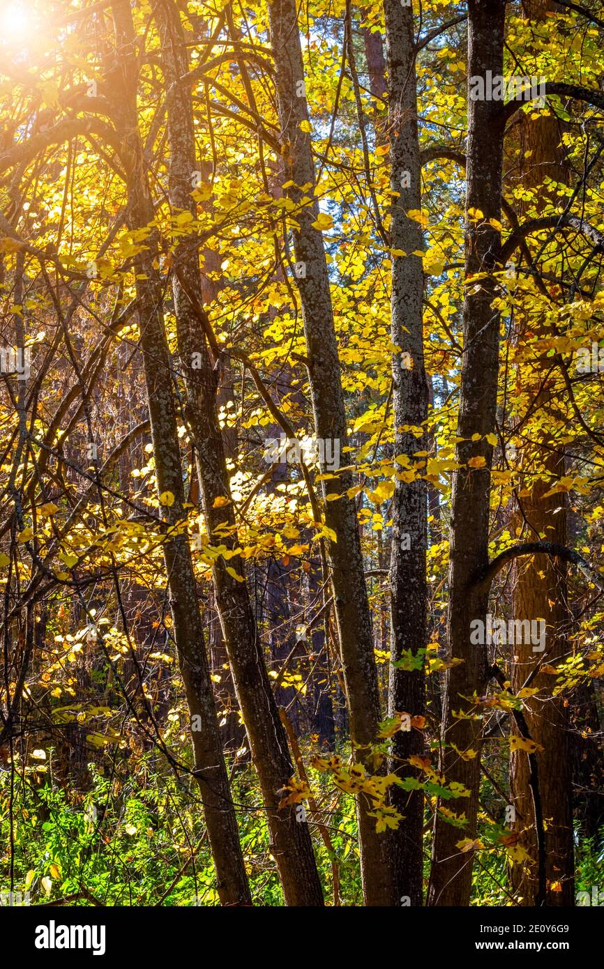 Bright colorful leaves on bushes and trees in the autumn Stock Photo ...