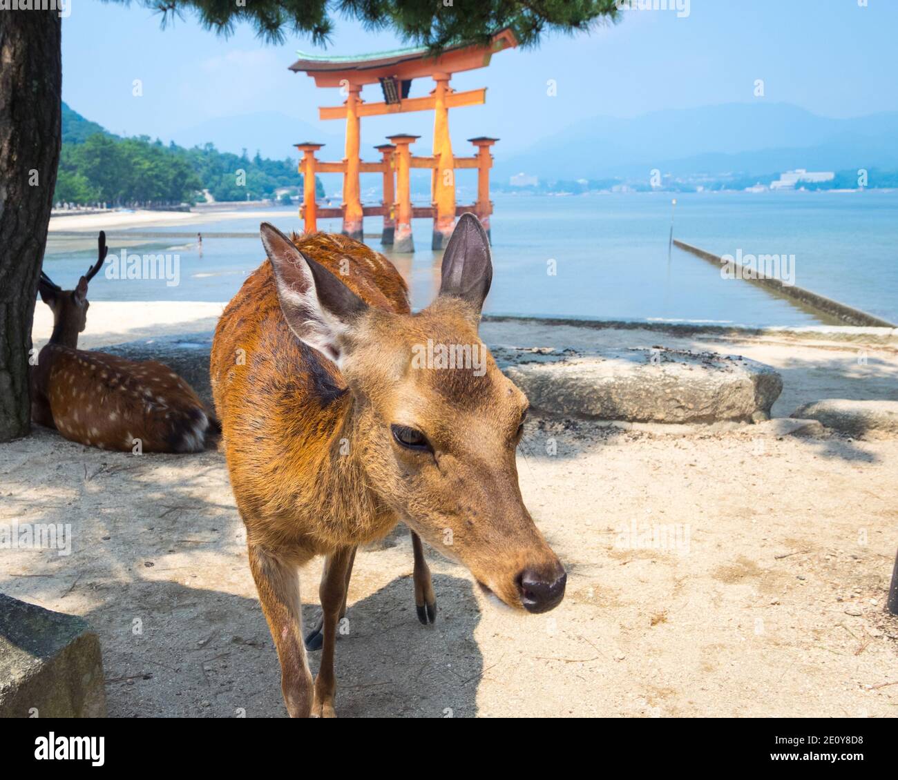 Miyajima torii gate hi-res stock photography and images - Alamy