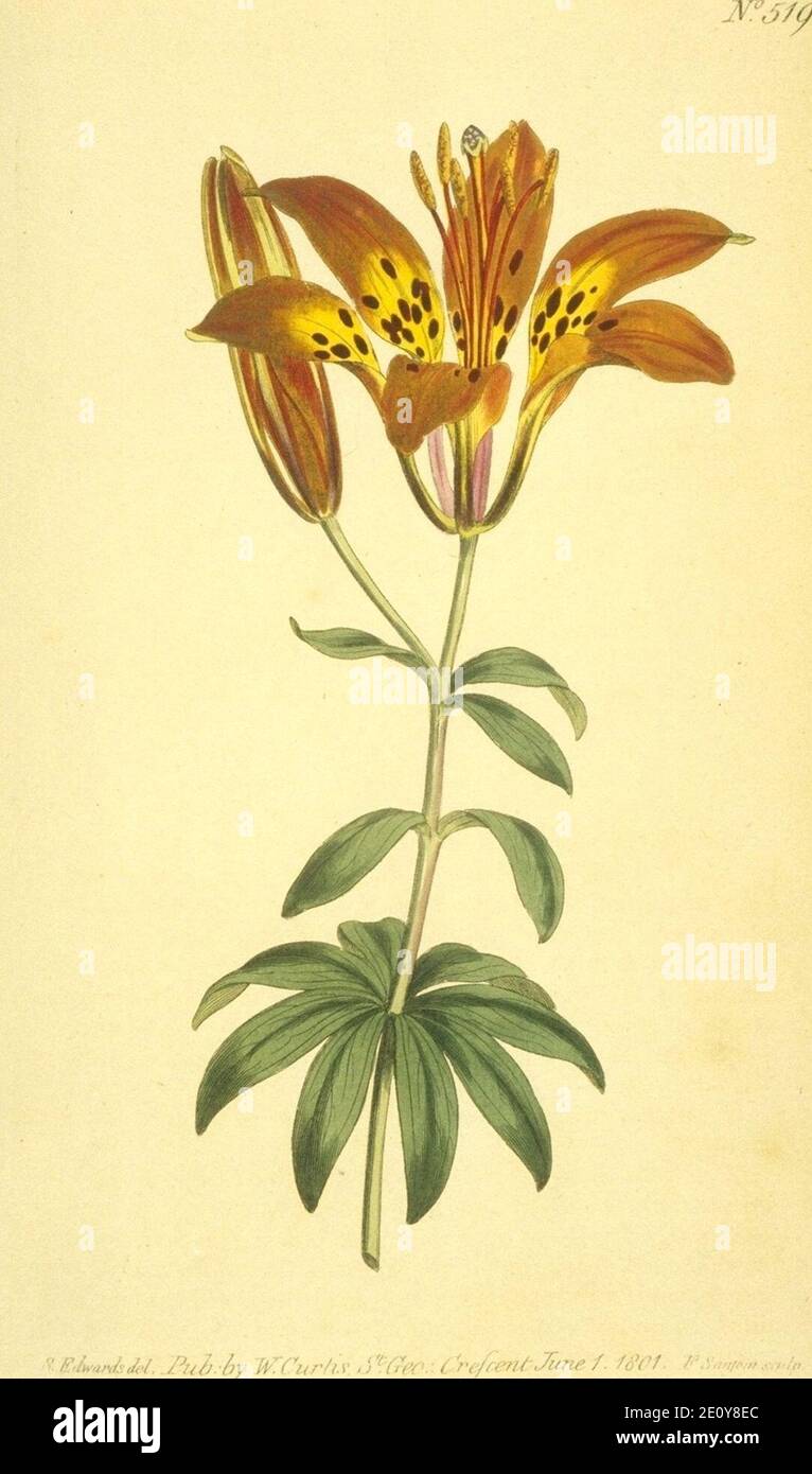 Lilium philadelphicum (Litho Stock Photo - Alamy