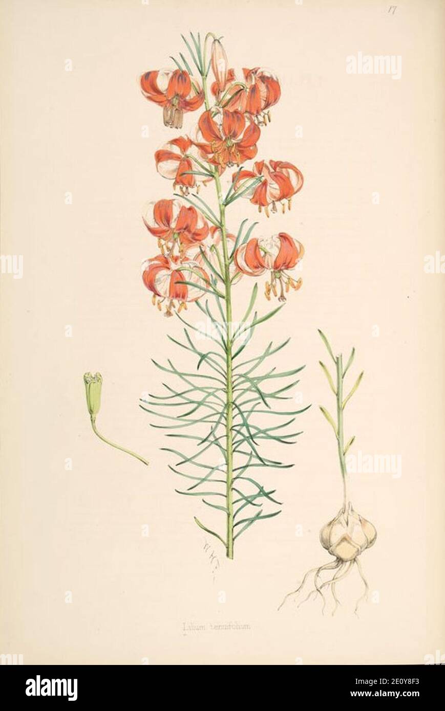 Lilium pumilum hi-res stock photography and images - Alamy