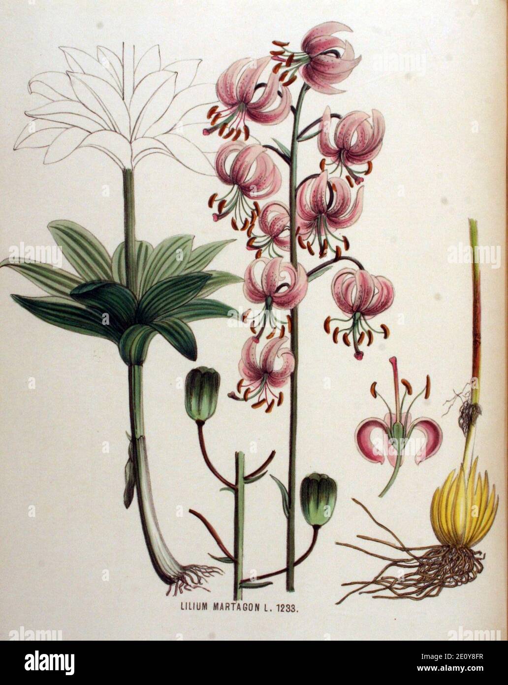 Lilium martagon — Flora Batava — Volume v16 Stock Photo - Alamy Lilium martagon — Flora Batava — Volume v16 Stock Photo - Alamy