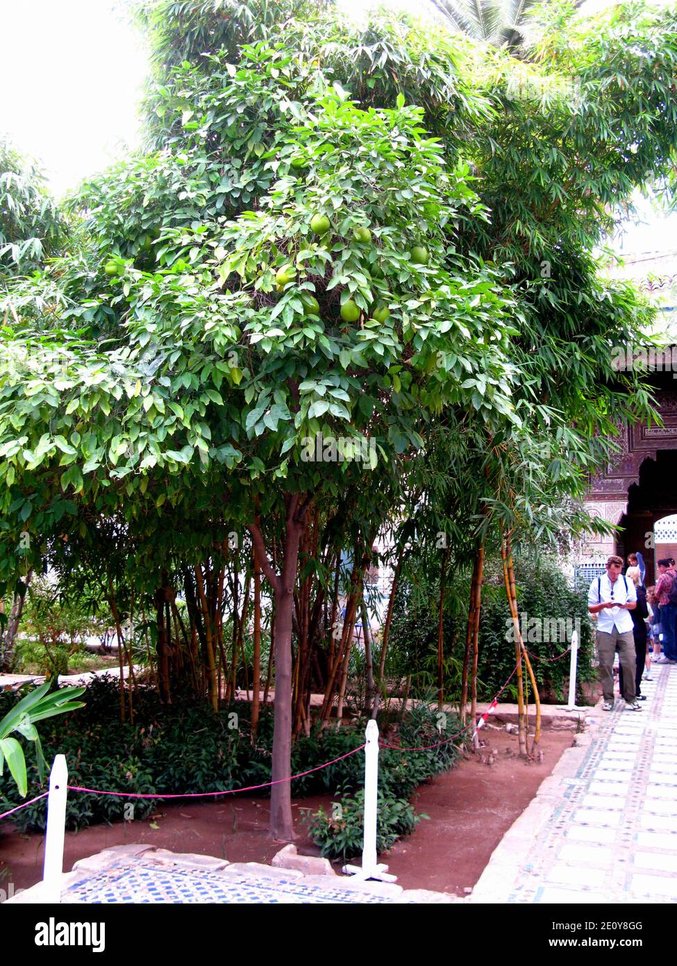 The park in Marrakech, Morocco Stock Photo - Alamy