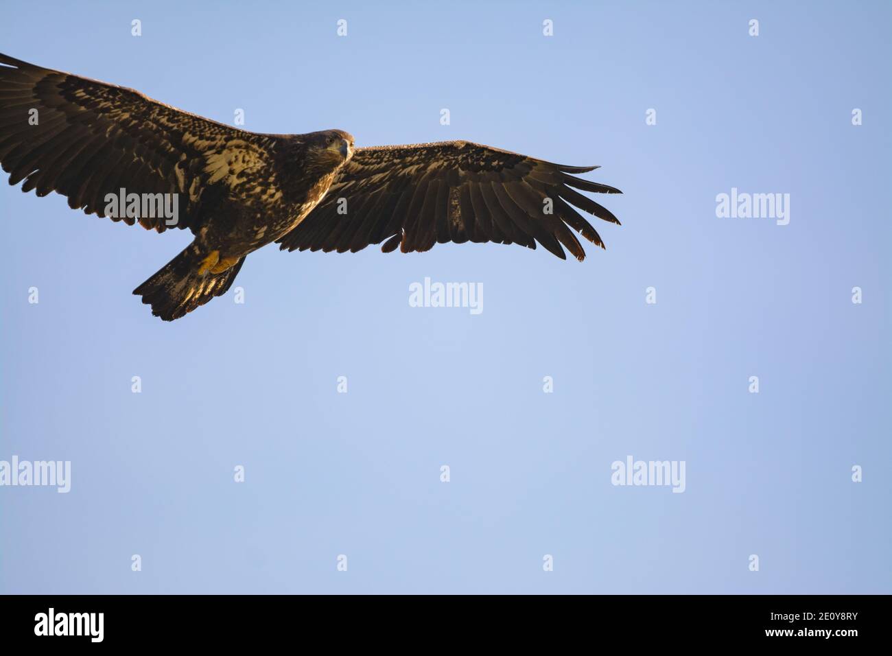 Eagle Hawk flying soaring blue sky Stock Photo - Alamy