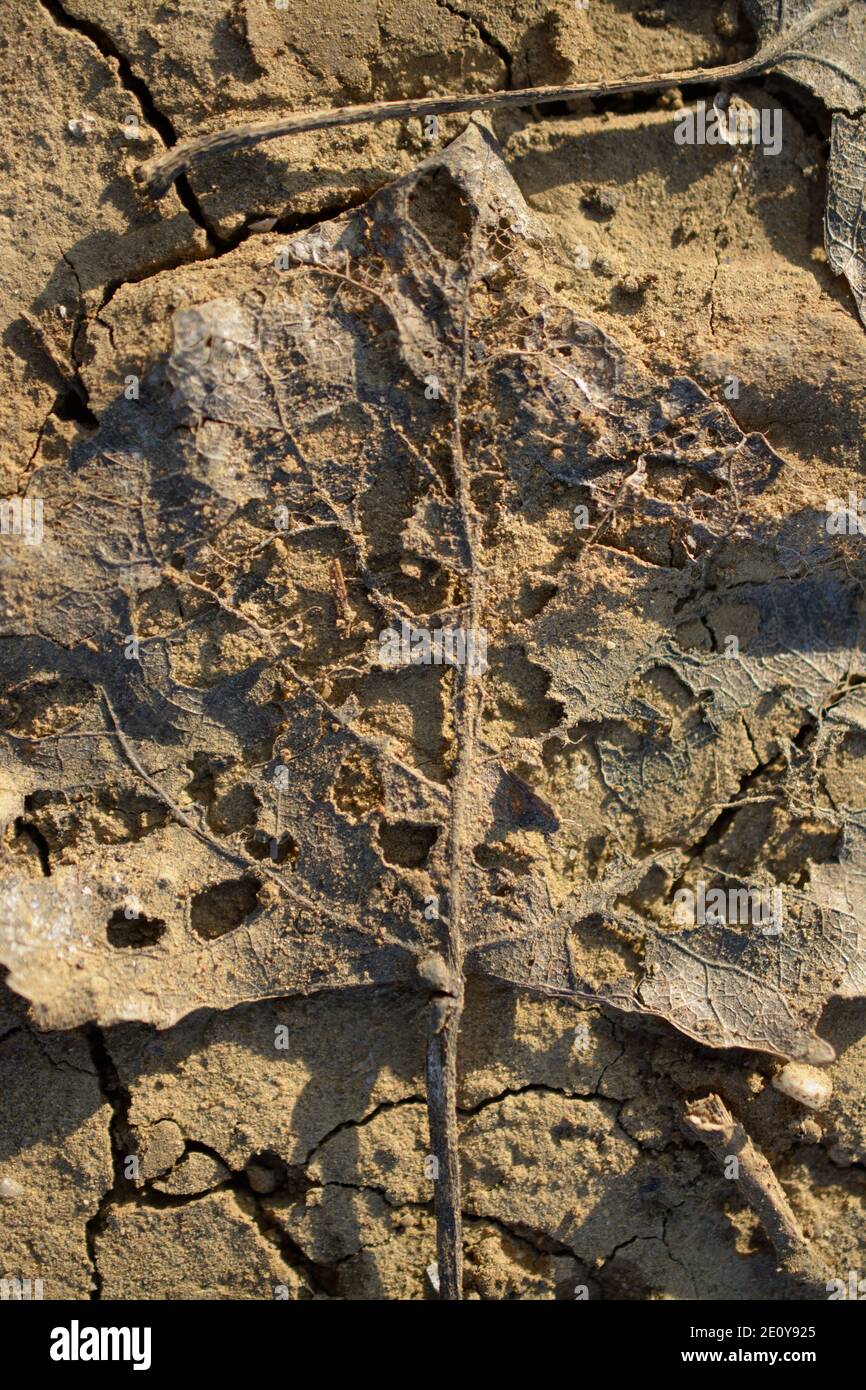 Decaying leaf bio degrading into soil Stock Photo - Alamy