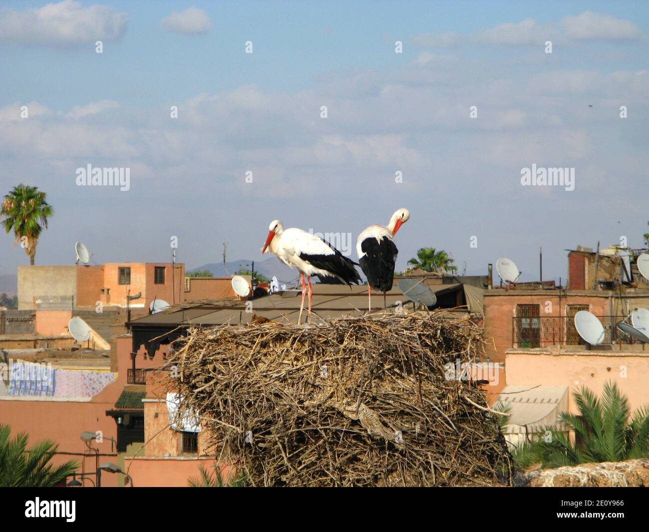 Stork mosaic hi-res stock photography and images - Alamy