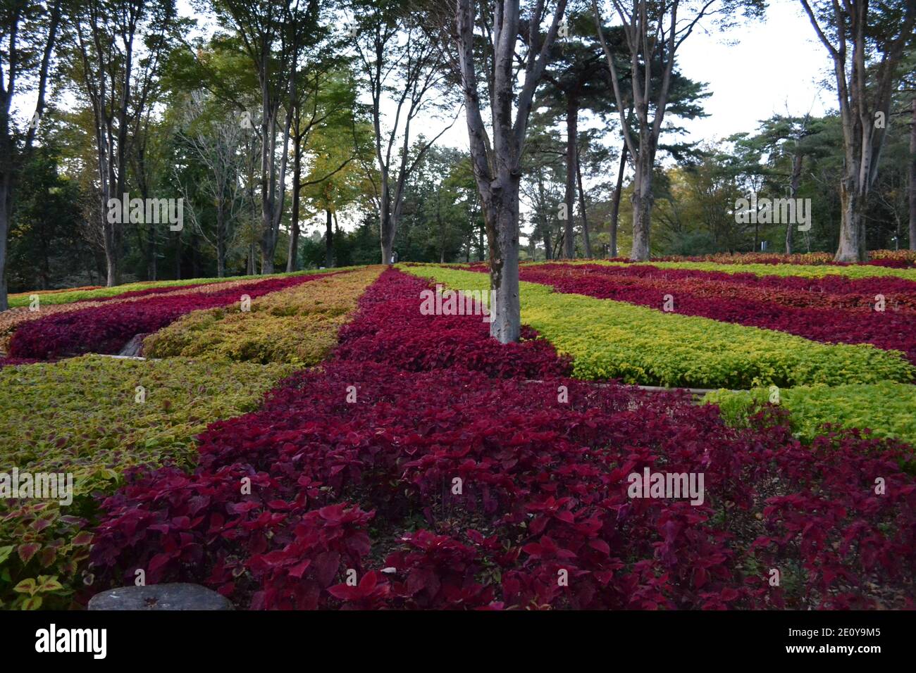 Autumn in Nikko, Japan Stock Photo - Alamy