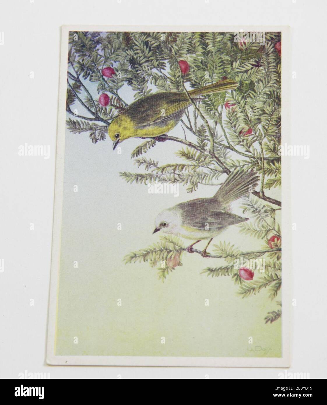 Lily Attey Daff Whitehead and Yellowhead TePapa Postcard-New-Zealand ...