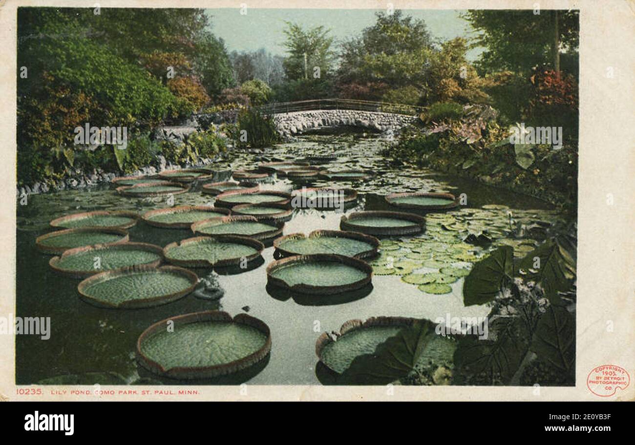 Lily Pond Como Park Stock Photo - Alamy