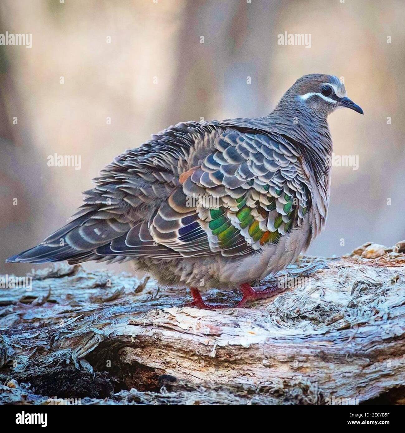 Barry Bird High Resolution Stock Photography and Images - Alamy