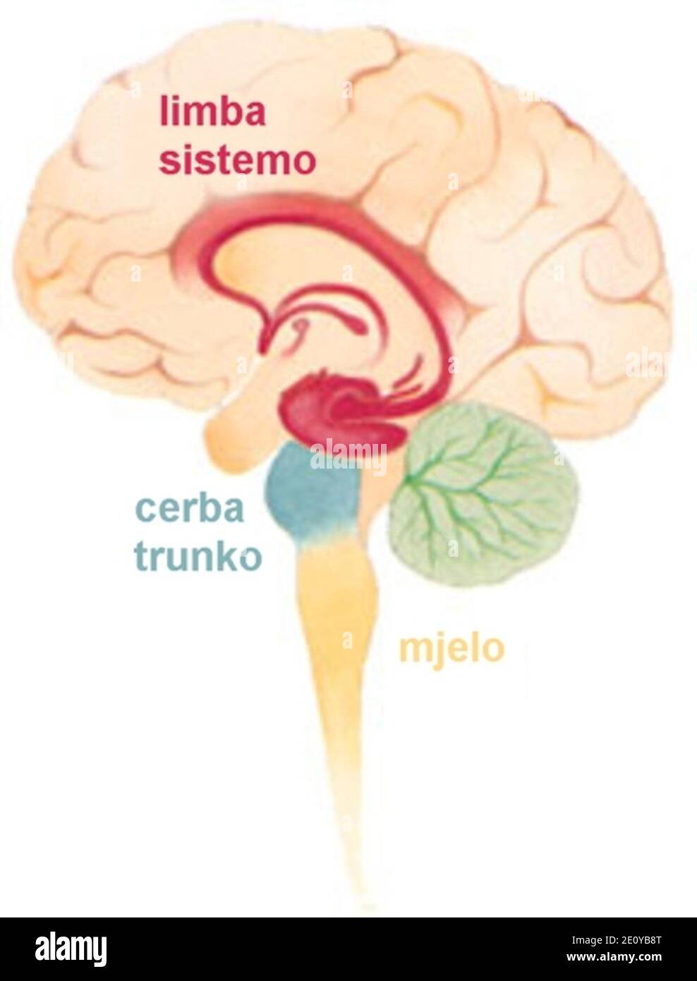 Limba tree hi-res stock photography and images - Alamy