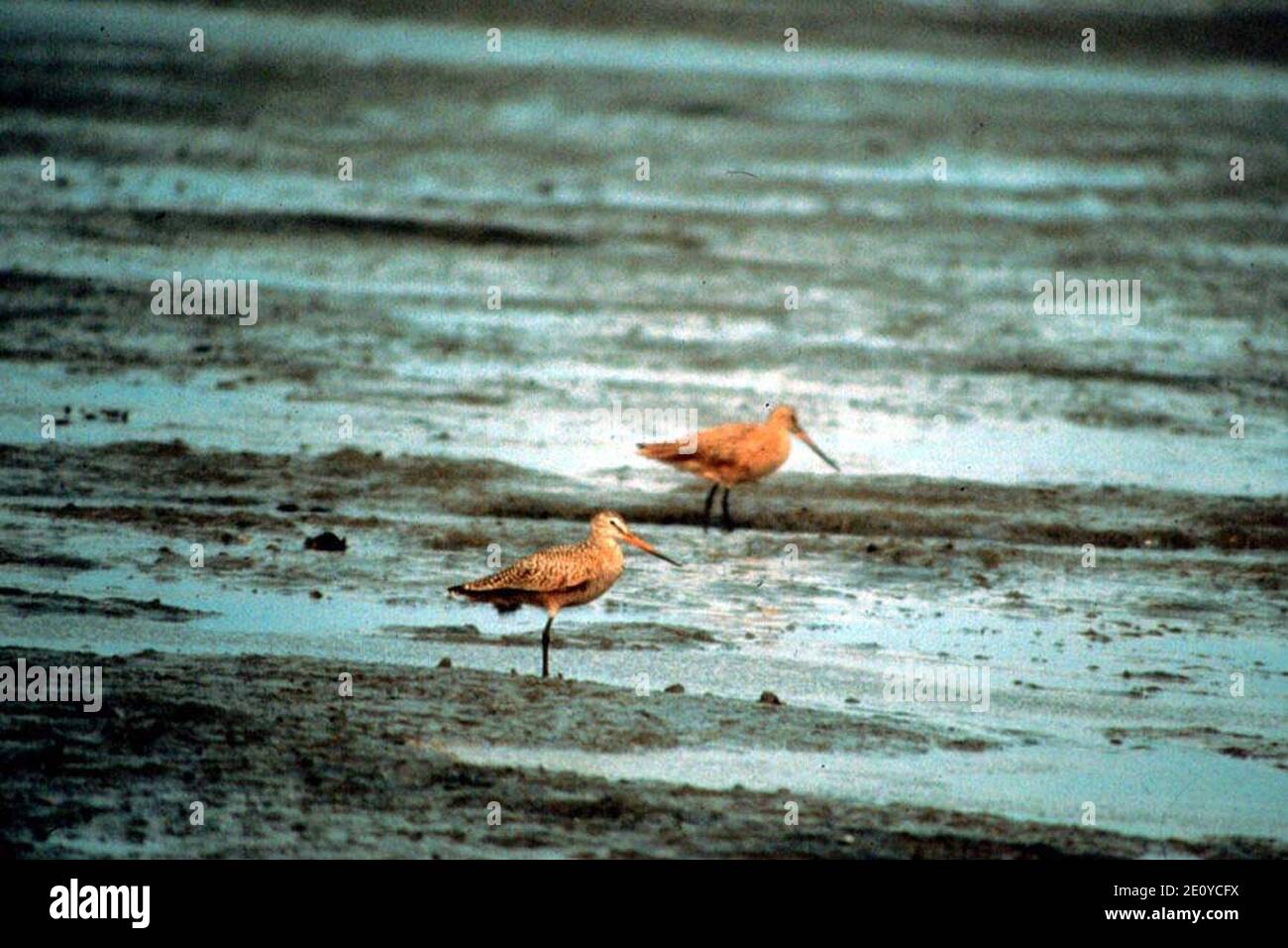 Limosa fedoa FWS 272 Stock Photo - Alamy