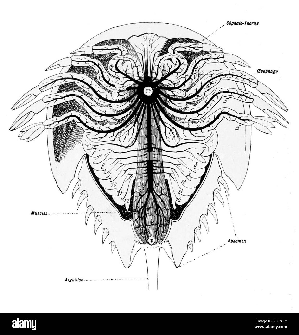 Limulus Cut Out Stock Images & Pictures - Alamy