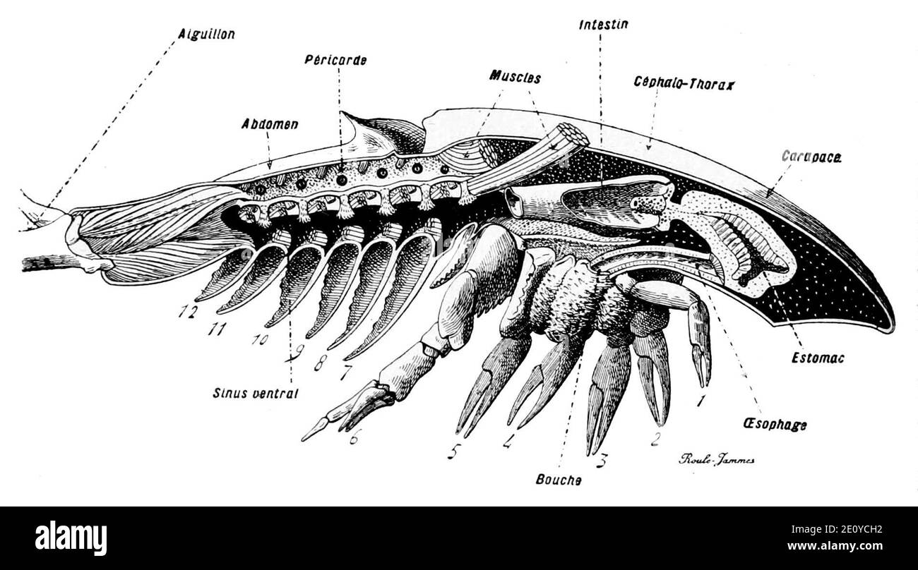 Limulus anatomy 2 Stock Photo - Alamy