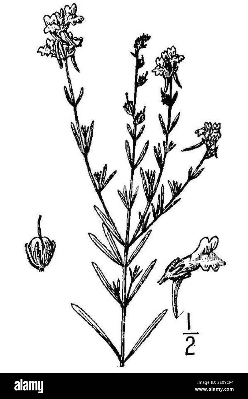 Linaria supina hi-res stock photography and images - Alamy