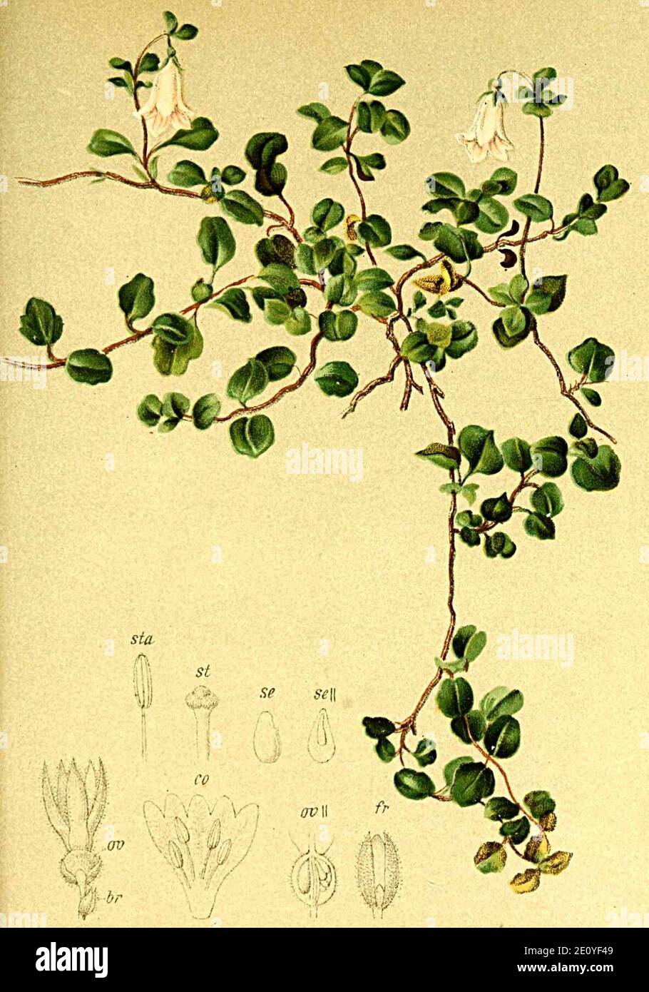 Linnaea borealis Atlas Alpenflora Stock Photo - Alamy