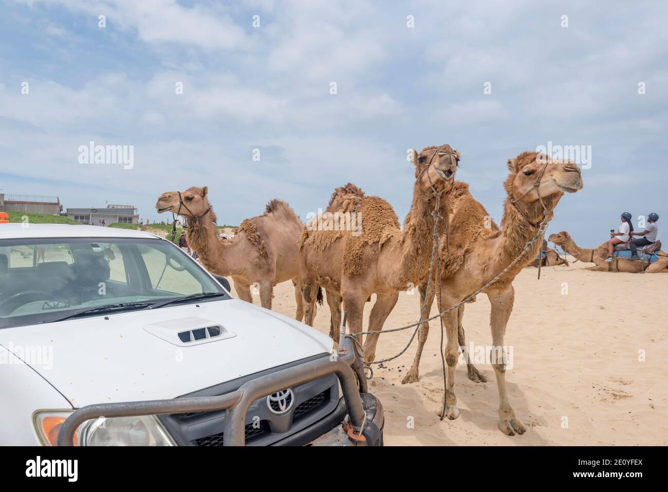 Australia south camels hi-res stock photography and images - Alamy