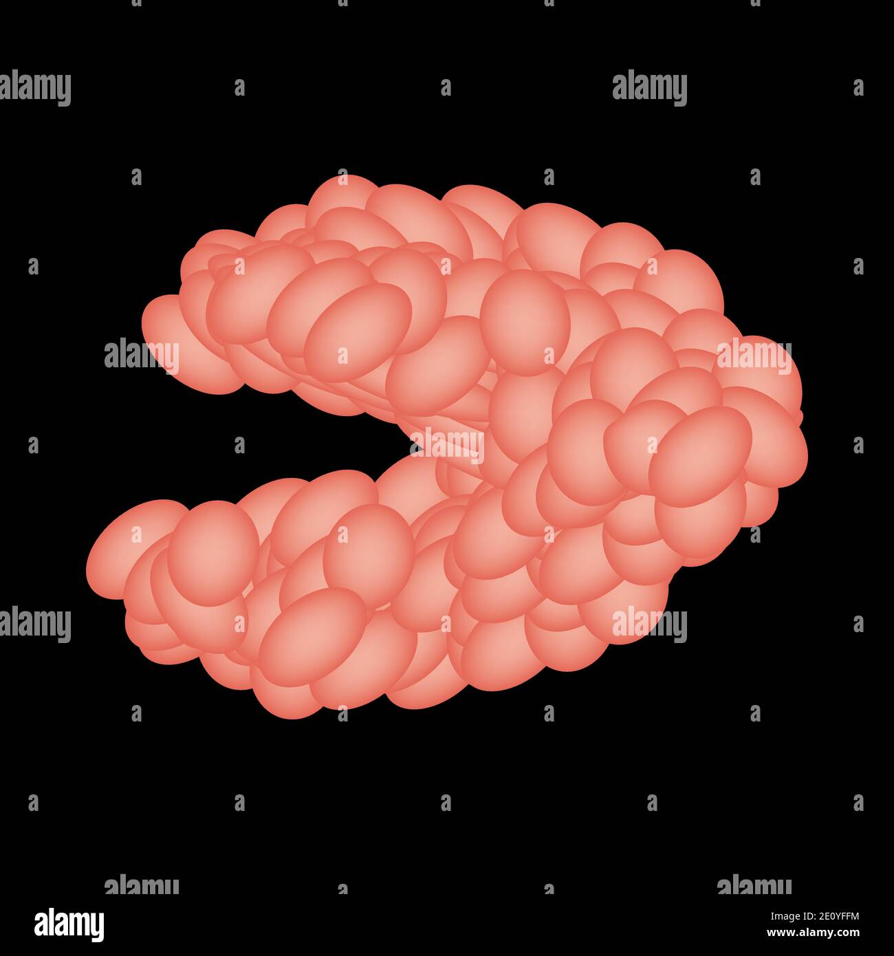 Submandibular salivary gland. The structure of the submandibular ...