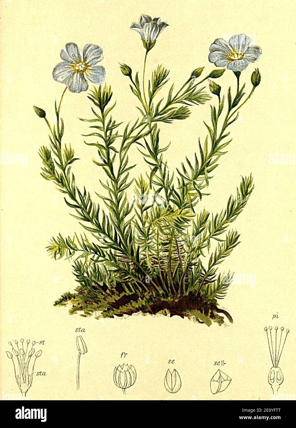 Linum alpinum hi-res stock photography and images - Alamy