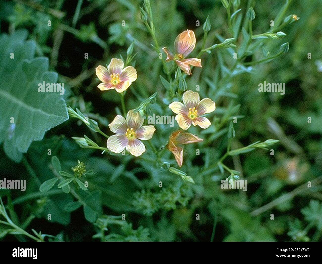 Linum medium var texanum NRCS-002 4x3 Stock Photo - Alamy