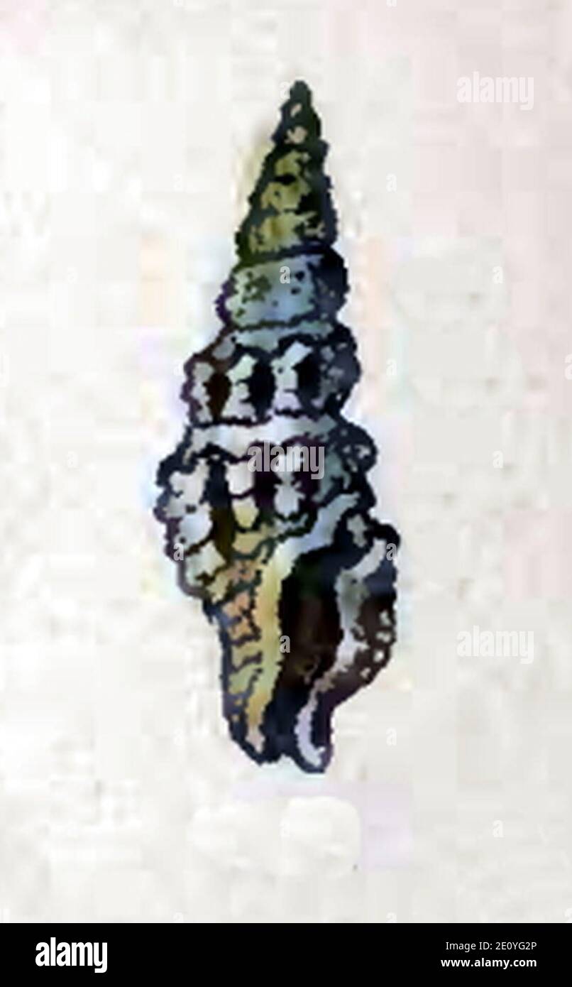 Lioglyphostoma ericea 001 Stock Photo - Alamy