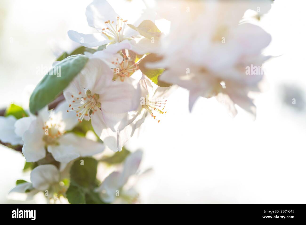 Blossoming tree in spring garden. Beautiful spring natural background ...