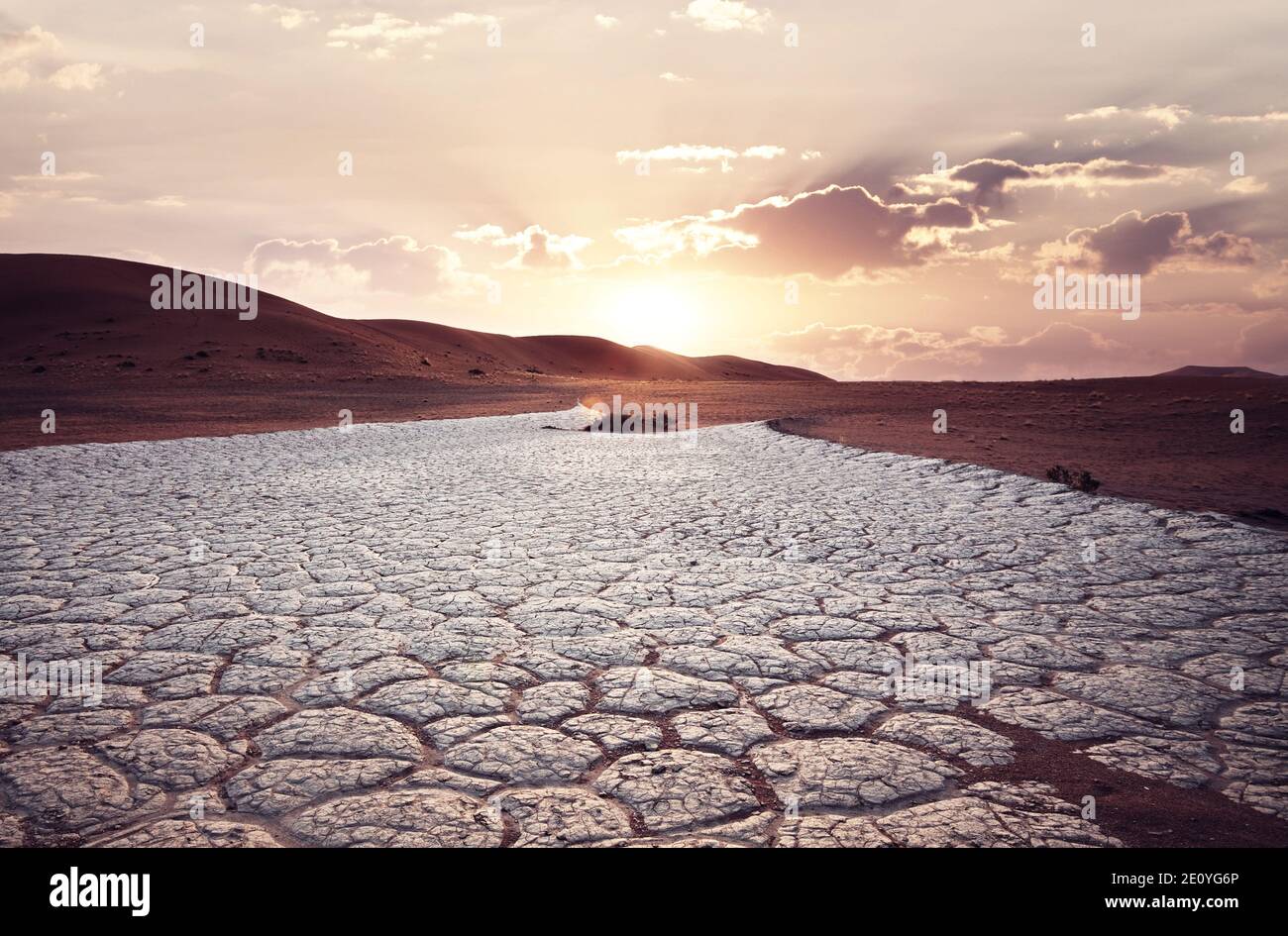 Growing plant on drought land Stock Photo - Alamy
