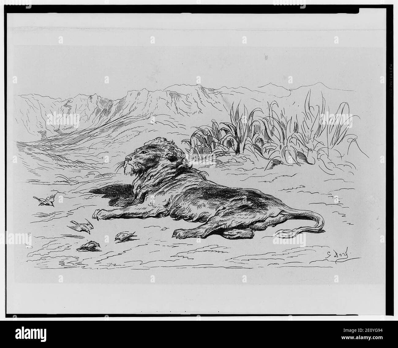 Lion) - G. Doré Stock Photo - Alamy