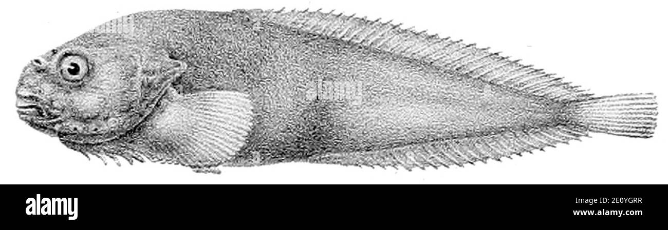 Liparis antarctica 2 Stock Photo - Alamy