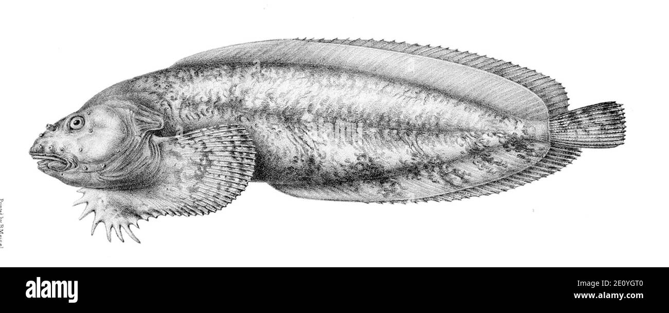 Liparis agassizii hi-res stock photography and images - Alamy