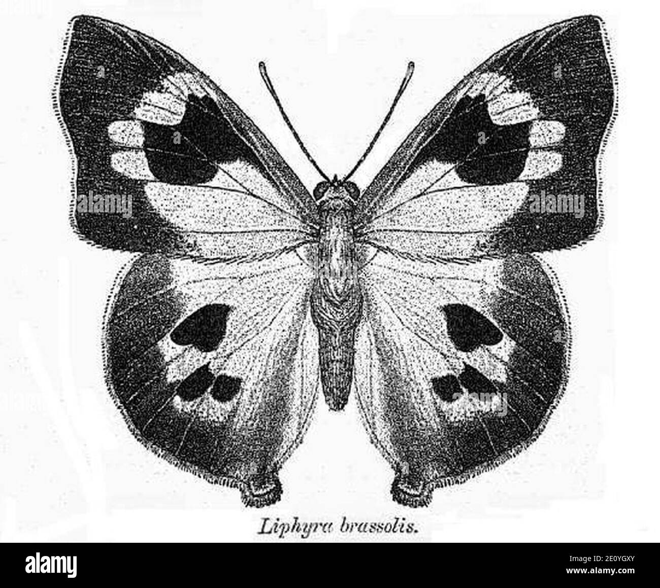 Liphyra hi-res stock photography and images - Alamy