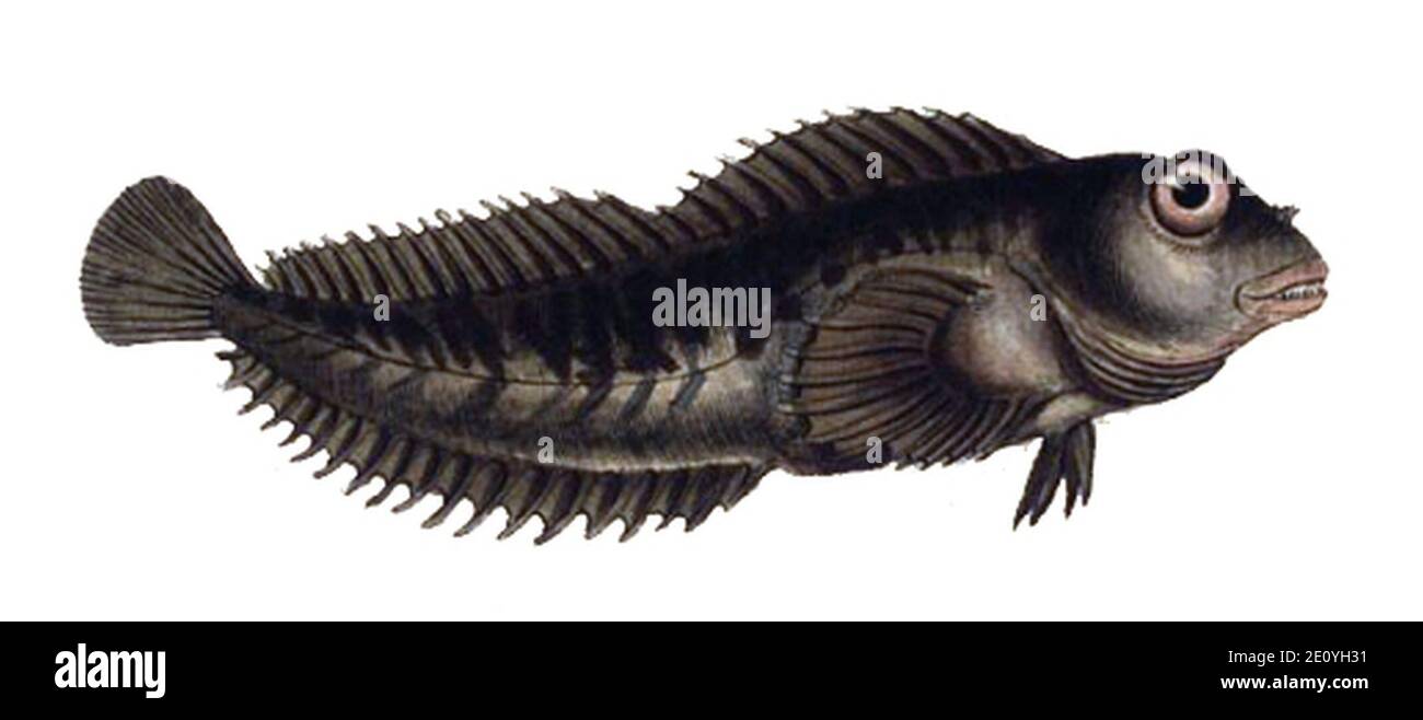 Lipophrys hi-res stock photography and images - Alamy
