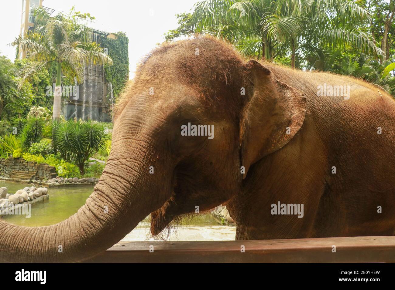 Sumatran elephant detail hi-res stock photography and images - Alamy