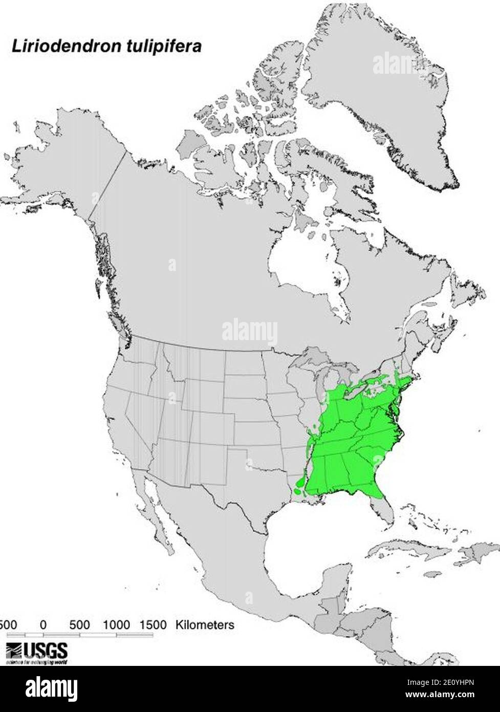 Tulipifera Cut Out Stock Images & Pictures - Alamy