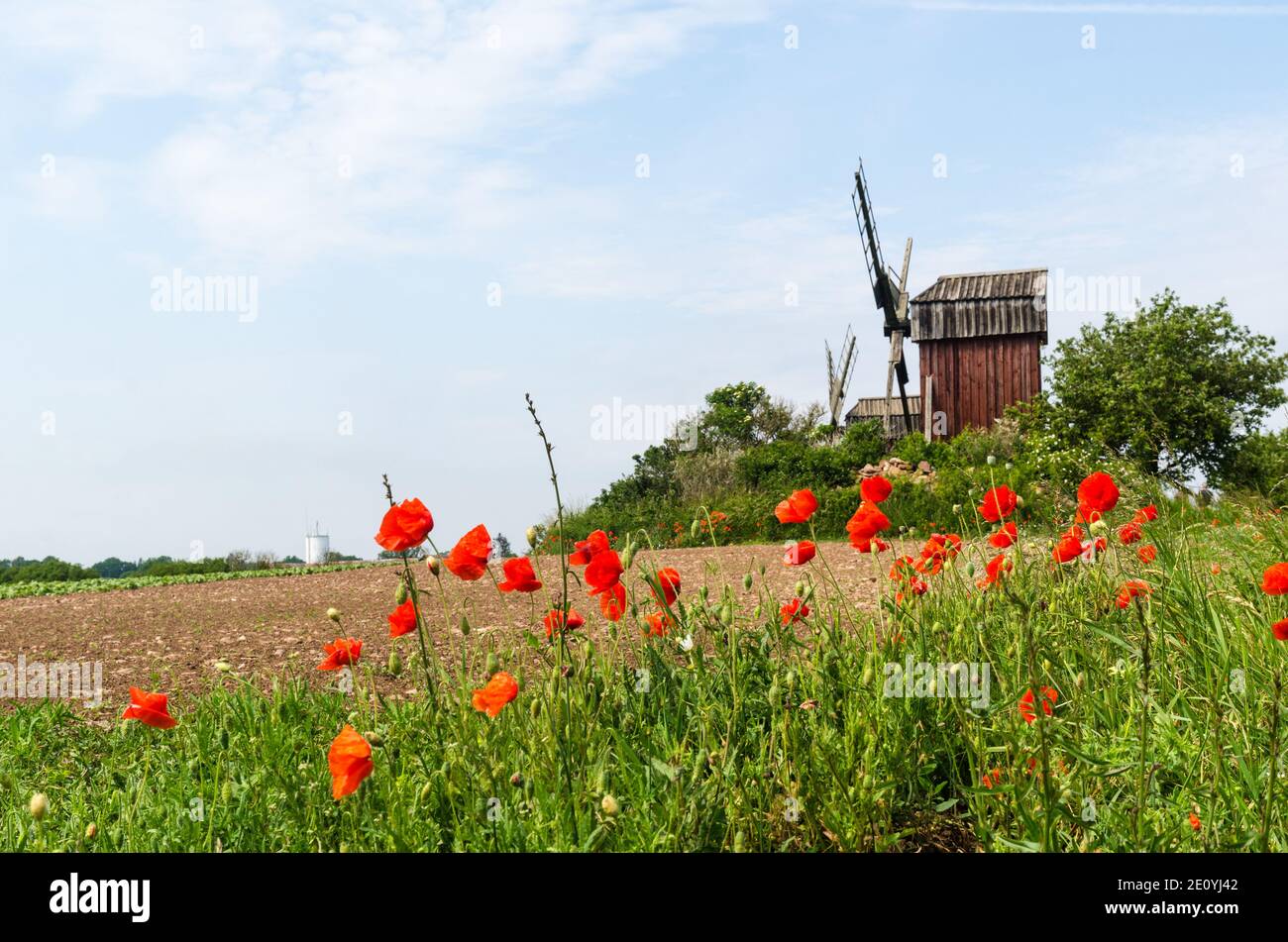 Poppies with windmill hi-res stock photography and images - Alamy