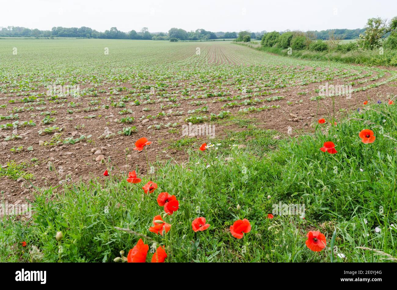 Red poppy flowers by a corn field on the swedish island Oland Stock ...