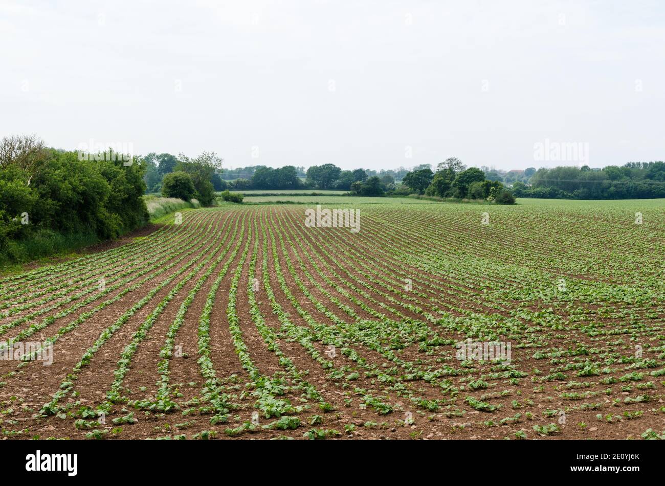 Seedlings in rows in a farmers field Stock Photo - Alamy
