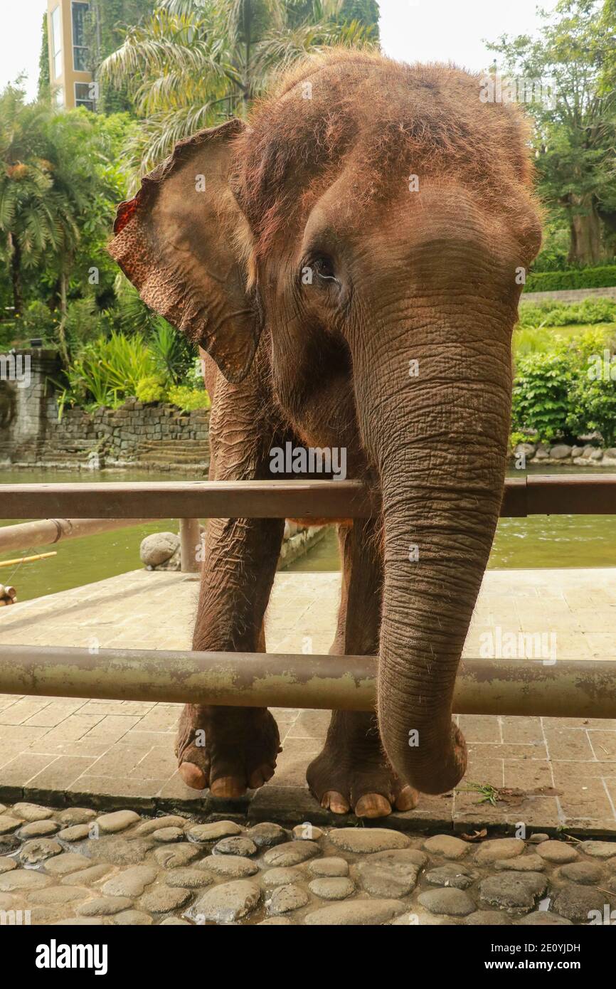 Asian elephants cutout hi-res stock photography and images - Alamy