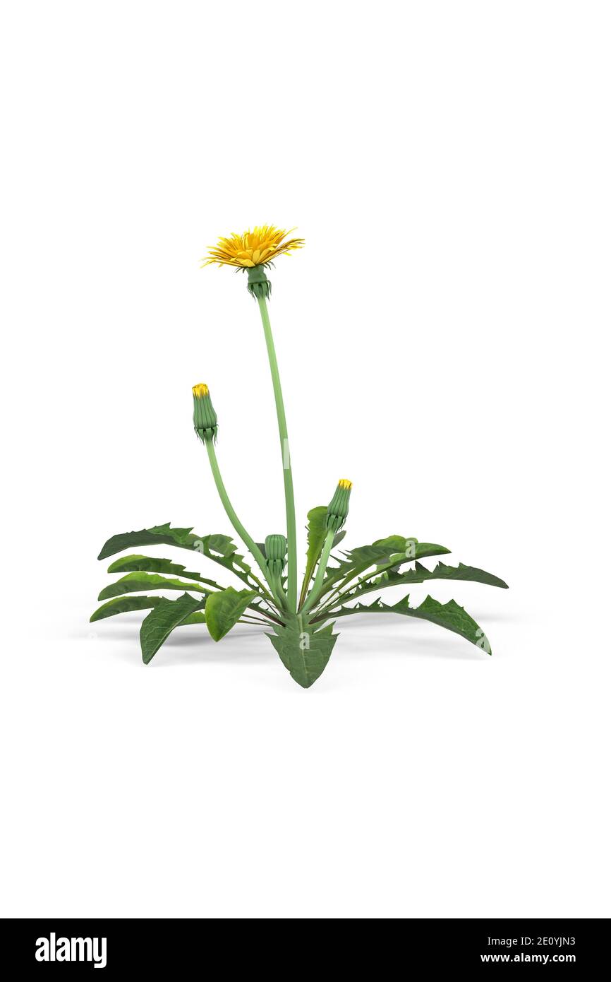 A dandelion isolated on a white background - 3d render Stock Photo - Alamy