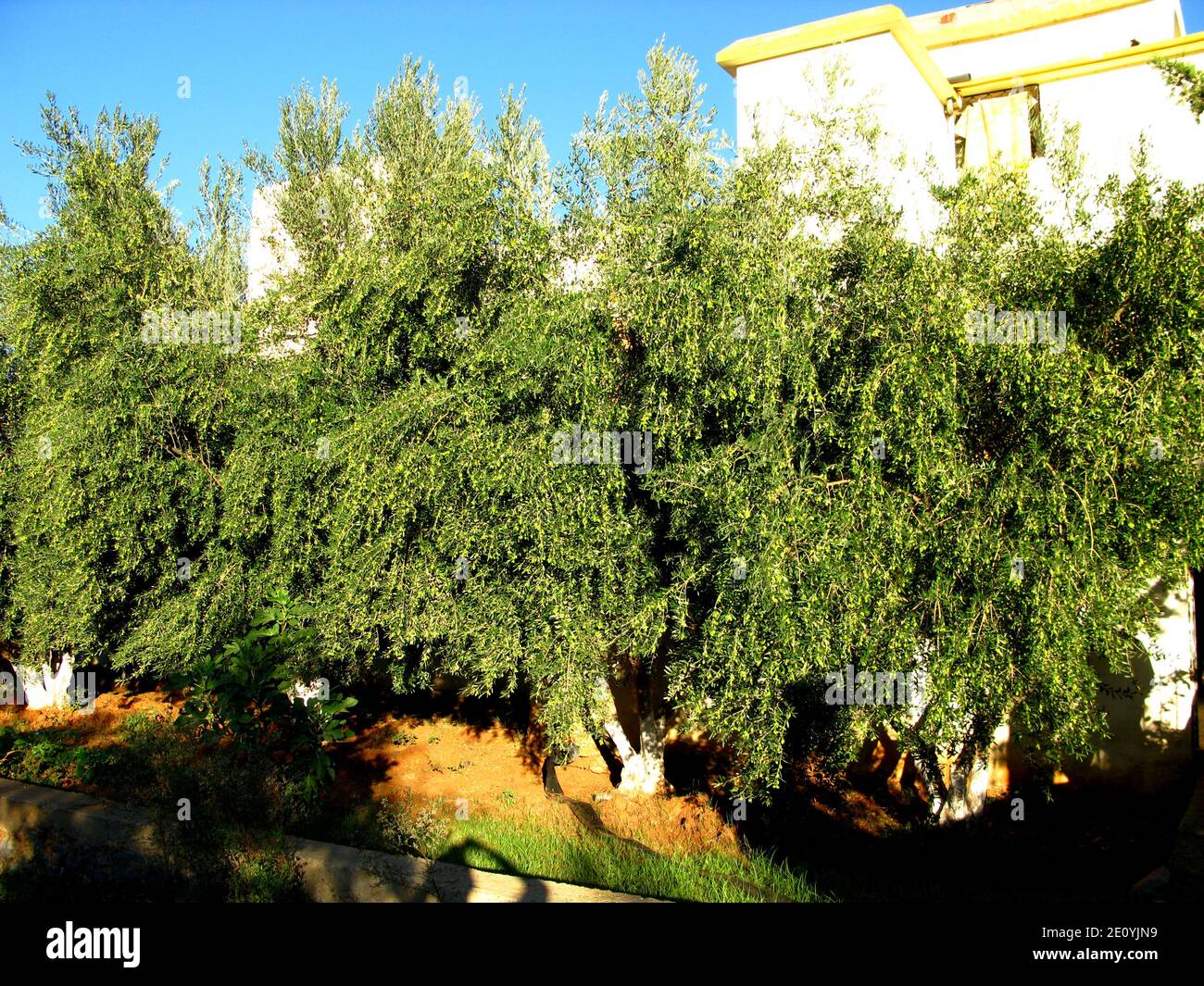 Meknes morocco farm hi-res stock photography and images - Alamy